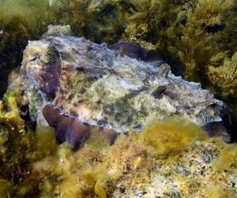 REPLAY CAMÉRAS ESPIONS AU COEUR DES OCÉANS: Emission du 1 juin 2026